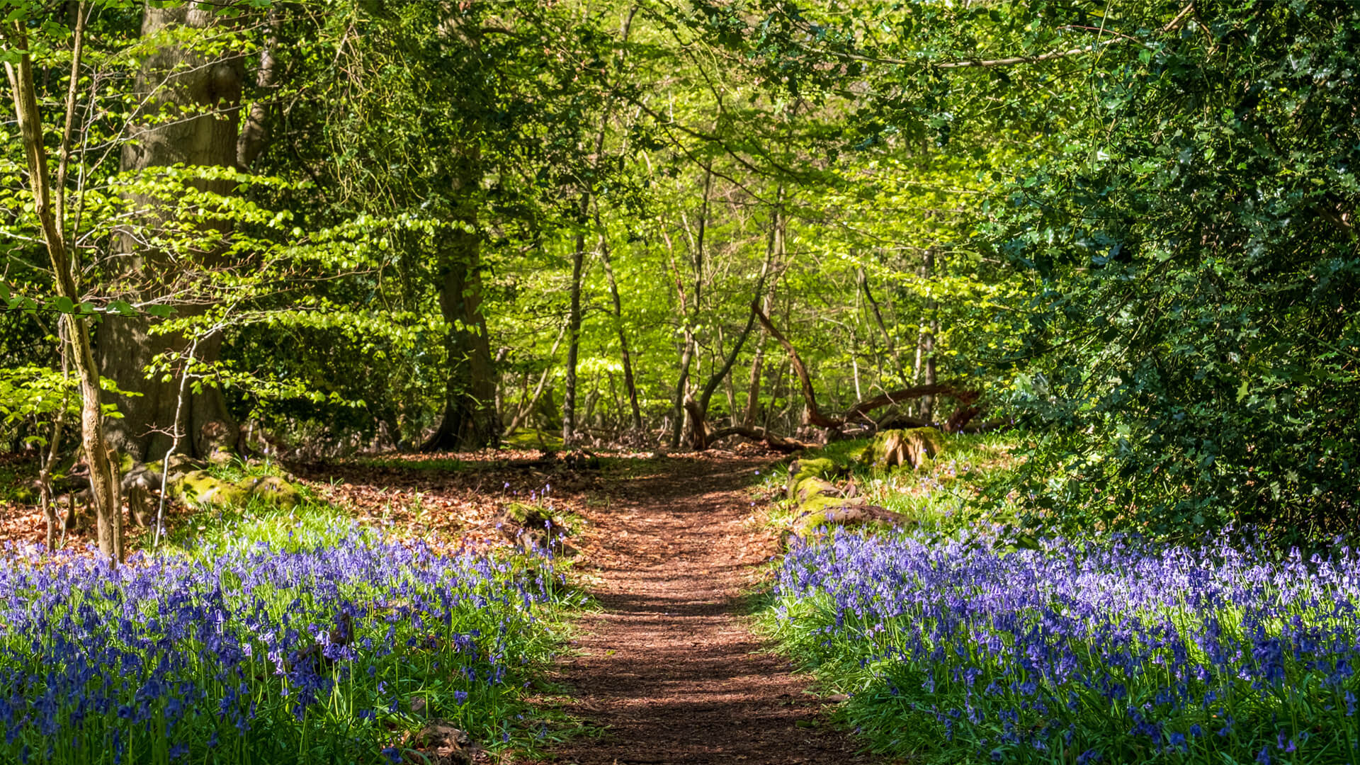 Springtime In The UK | Hoburne Holidays